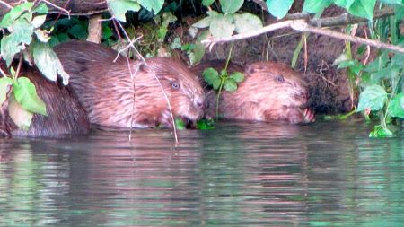 Capybara Facts & Habitat | What is a Capybara? - Lesson | Study.com