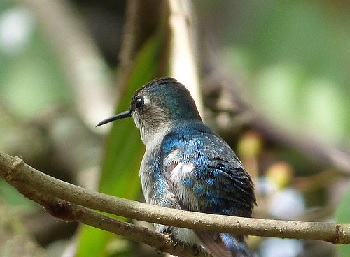 Bee Hummingbird Facts: Lesson for Kids | Study.com