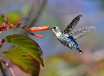 Bee Hummingbird Facts: Lesson for Kids | Study.com