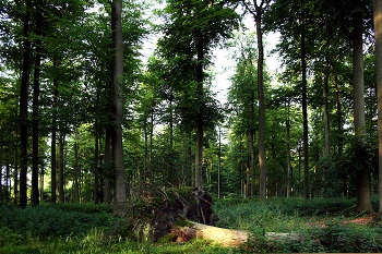 Beech Trees: Lesson for Kids | Study.com