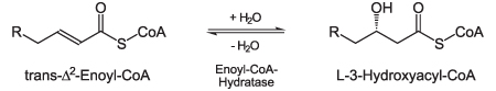 Beta Oxidation | Definition, Cycle & Products - Video & Lesson ...