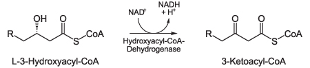 Beta Oxidation | Definition, Cycle & Products - Video & Lesson ...