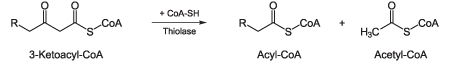 Beta Oxidation | Definition, Cycle & Products - Lesson | Study.com