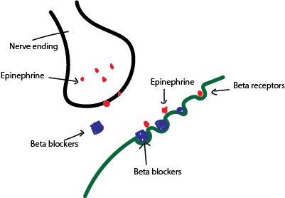 Beta Adrenergic Blockers Definition Uses Side Effects Study