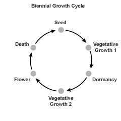 Herbaceous Plants | Definition, Types & Examples - Lesson | Study.com