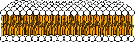 Outer Mitochondrial Membrane | Overview & Function - Lesson | Study.com