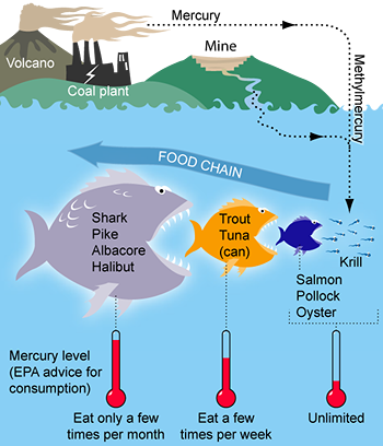 How Matter Cycling Can Impact Environmental Health | Study.com
