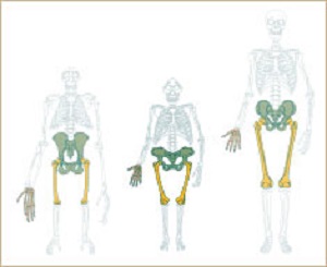 Human Adaptations: Lesson for Kids | Study.com