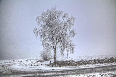Deciduous Trees Definition, Types & Examples - Lesson | Study.com