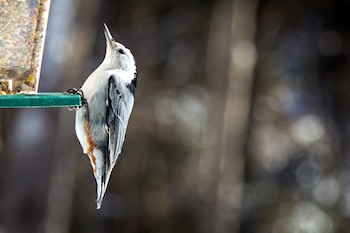 Nuthatch Facts: Lesson for Kids | Study.com