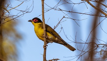 Figbirds: Australasian, Green & Wetar | Study.com