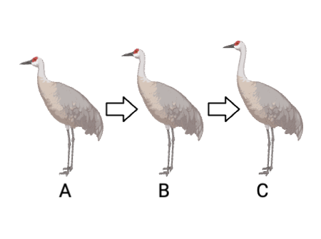 Analyzing How Natural Selection Acts in Populations as a Phenotype ...