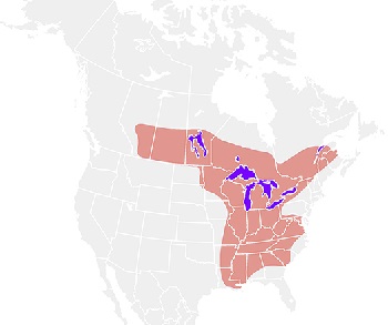 Blastomycosis in Humans: Symptoms, Treatment & Survival Rate | Study.com