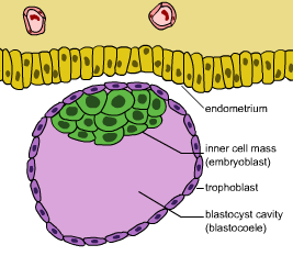 Implantation in Pregnancy | Definition, Symptoms & Signs - Lesson ...