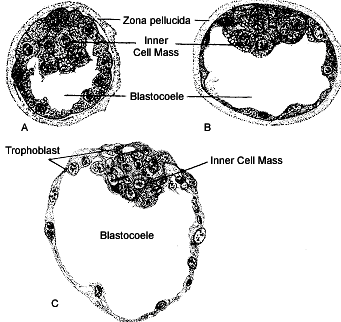 Embryonic & Adult Stem Cells | Overview & Features - Lesson | Study.com
