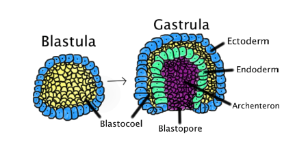 Label a Gastrula with the following terms. Archenteron; blastopore ...