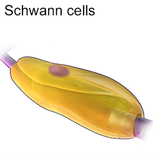 The Myelin Sheath & Axon Repair | Study.com