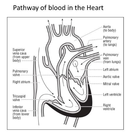 Trace the flow of blood through the pulmonary and systemic circuits ...