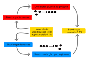 Interpreting a Figure of a Negative Feedback Loop Practice | Biology ...