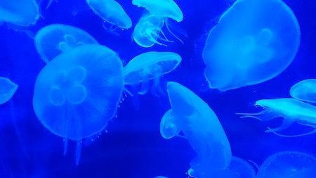 Moon Jellyfish Overview, Characteristics & Facts | Study.com