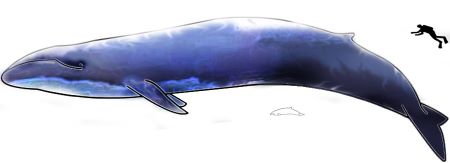 Blue Whale Facts, Size & Habitat | Study.com