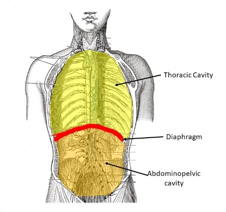 Name the diaphragm's insertion, origin, and action. | Study.com