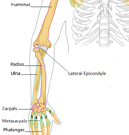 Extensor Carpi Ulnaris | Insertion & Innervation | Study.com