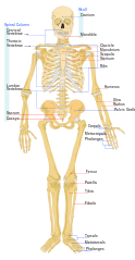 Calcium Facts: Lesson for Kids | Study.com