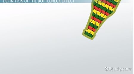 The Bottleneck Effect in Biology | Definition & Examples - Lesson ...