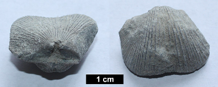 Ordovician-Silurian Extinction | Overview & Causes - Lesson | Study.com