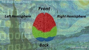Gross Anatomy of the Human Brain | Overview & Terminology - Lesson ...