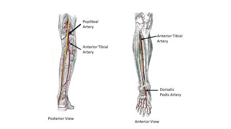 Popliteal Artery Anatomy Branches Location And Course