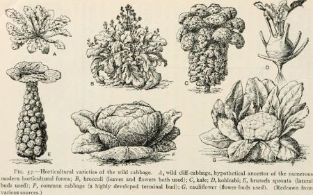 Comparing & Contrasting Genetic Modification Mechanisms Practice ...