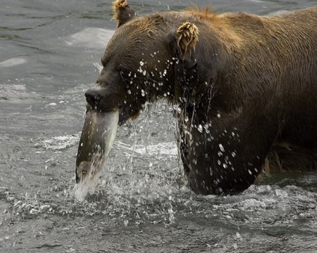 Abiotic Factors in Oceans & Freshwater Ecosystems Overview - Lesson ...