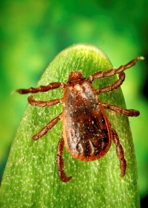 Ticks | Overview, Types & Species | Study.com