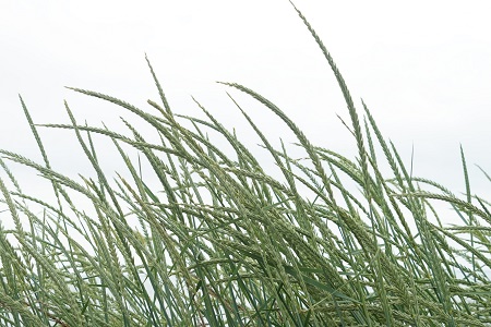 Steppe in Geography: Definition & Examples | What is a Steppe? - Lesson ...