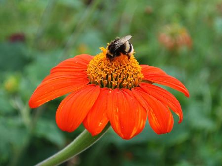 Bumblebee Habitat, Behavior & Facts | Study.com