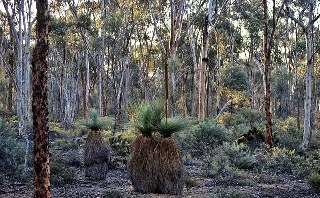 Bushfire Overview, Causes & Effects - Lesson | Study.com