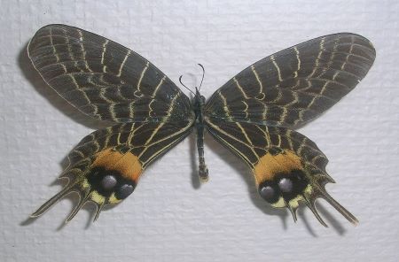 Butterfly Species | Names & Types | Study.com