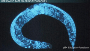 Fate Mapping | History, Techniques & Examples - Lesson | Study.com