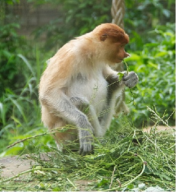 Proboscis Monkey Facts: Lesson for Kids | Study.com