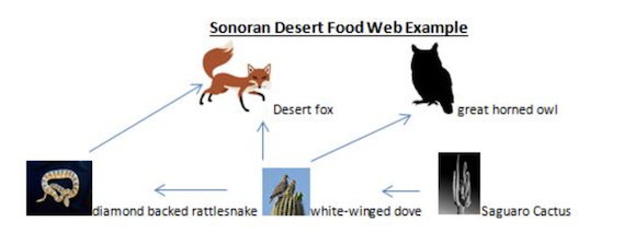 Quiz & Worksheet - Sonoran Desert Food Web | Study.com