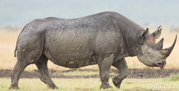 Western Black Rhinoceros | Facts, Characteristics & Extinction - Lesson ...