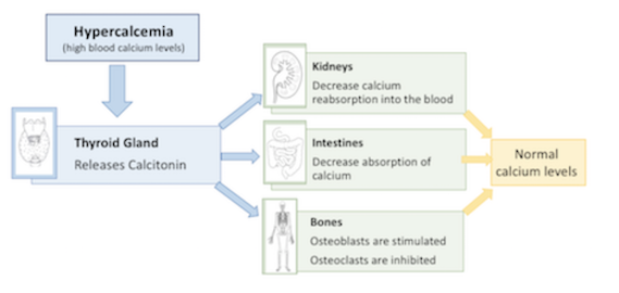 Quiz & Worksheet - Calcium Homeostasis | Study.com