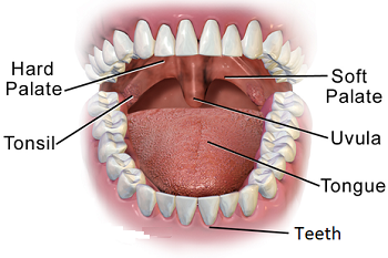 The Physiology of Human Language & Speech: Respiratory, Phonatory ...