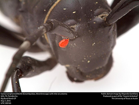 commensalism science example