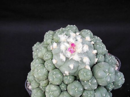 Huichol People, History & Culture | Study.com