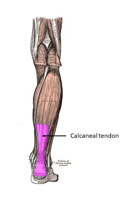 The calcaneal tendon runs between the calcaneus and the __________. a ...