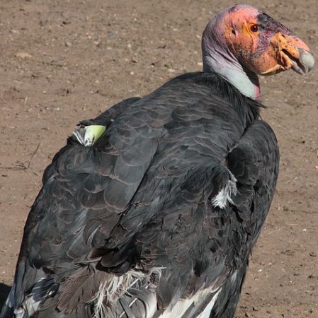 Wild Type in Genetics | Definition & Examples - Lesson | Study.com