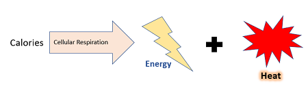 Hypothesizing the Potential New Uses for Energy Released by Cellular ...